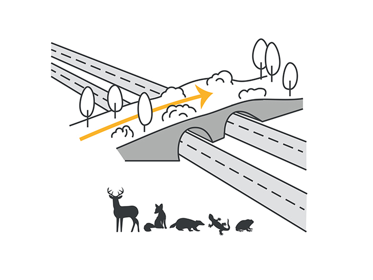 Dzīvnieku pārejas un šķērsošanas vietas - Latvijas Valsts ceļi